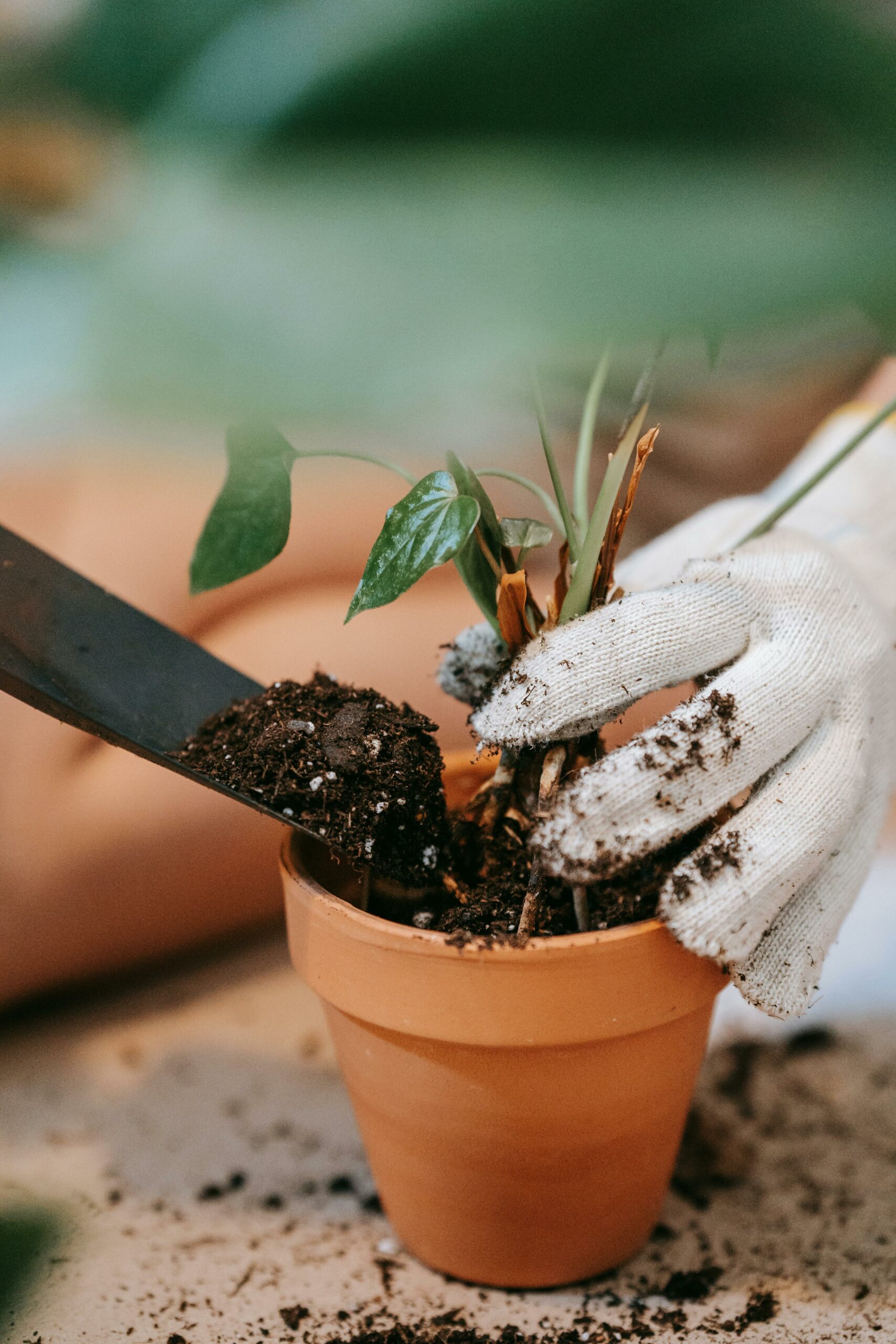 Nos conseils - Jardineries d'Ici